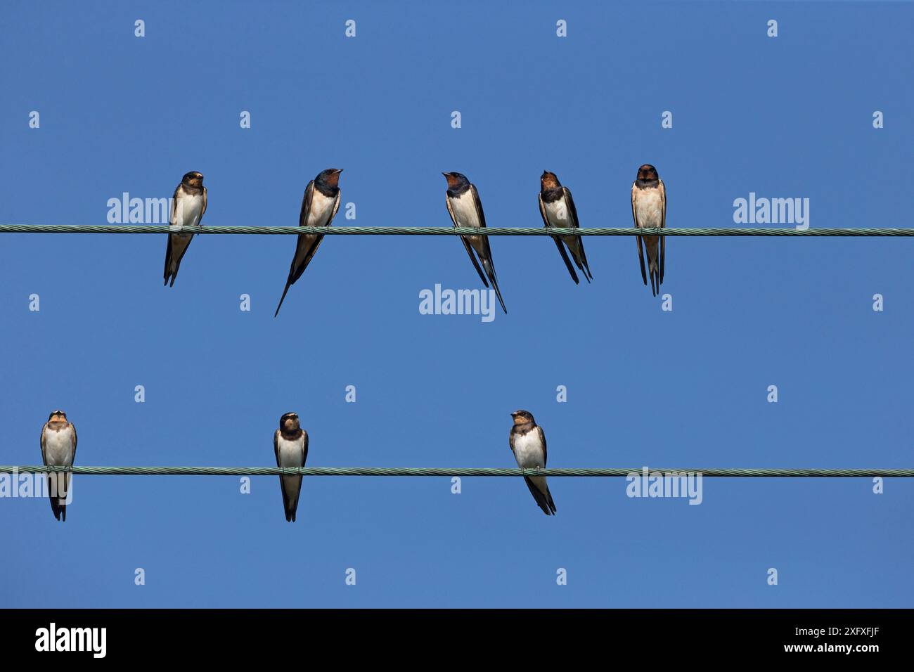 Barn swallow (Hirundo rustica) Zakynthos, Greece, August 2018 Stock ...