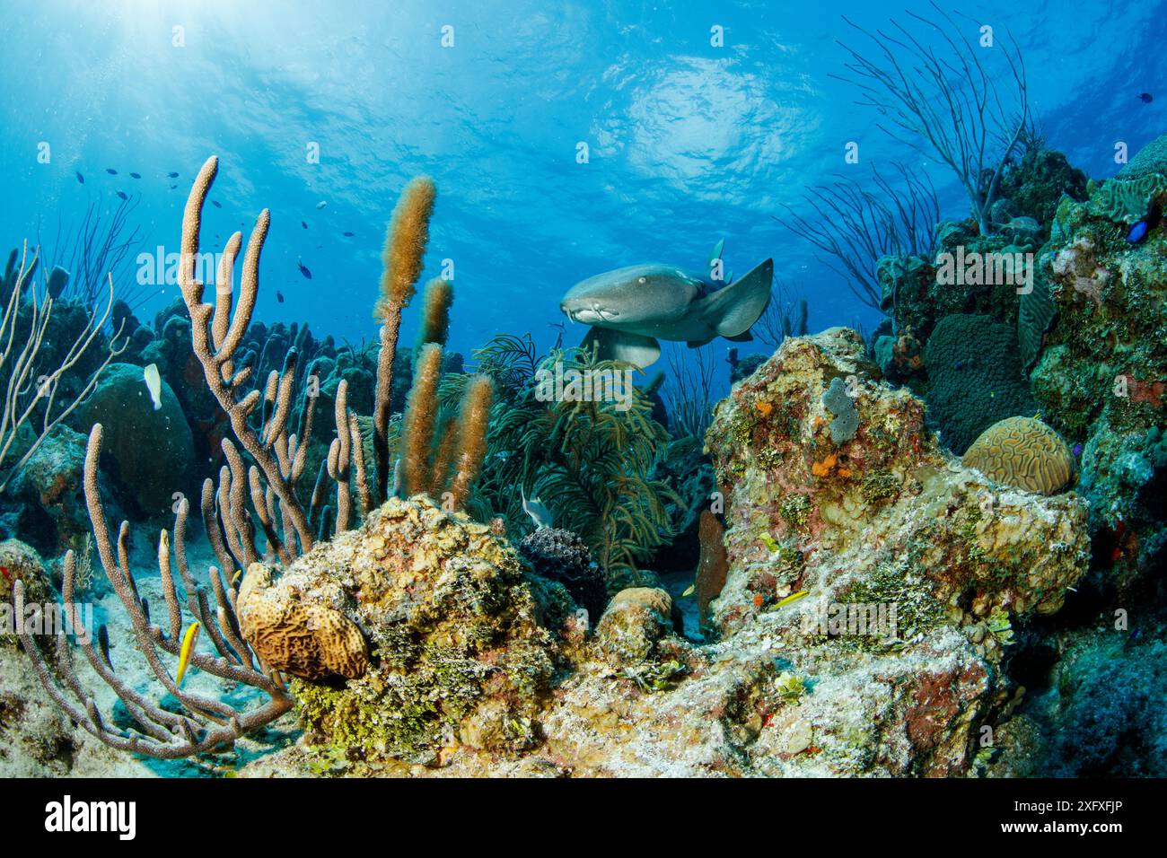 Nurse shark (Ginglymostoma cirratum) swimming through coral reef ...