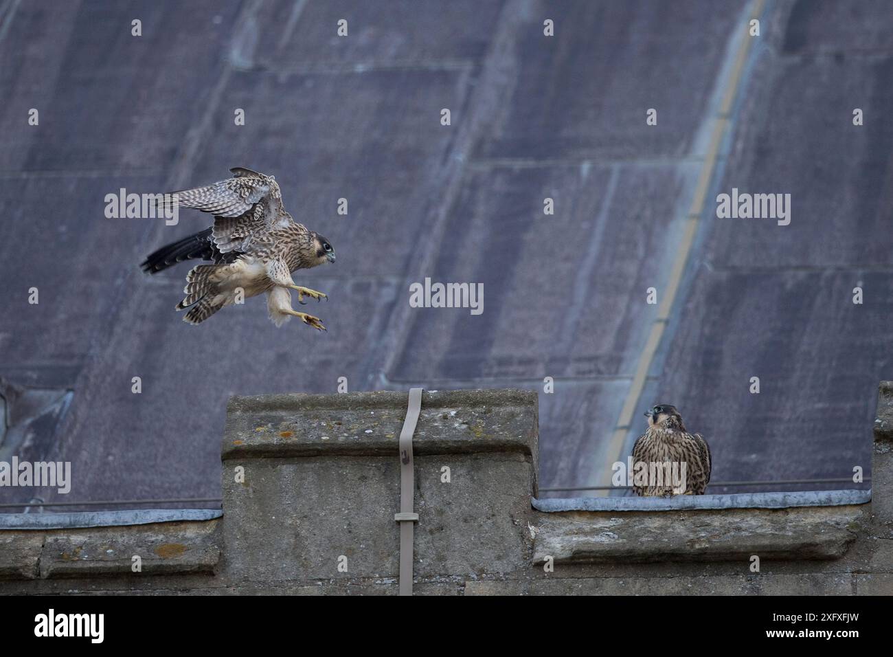 Peregrine (Falco peregrinus) fledgling landing, Norwich Cathedral ...