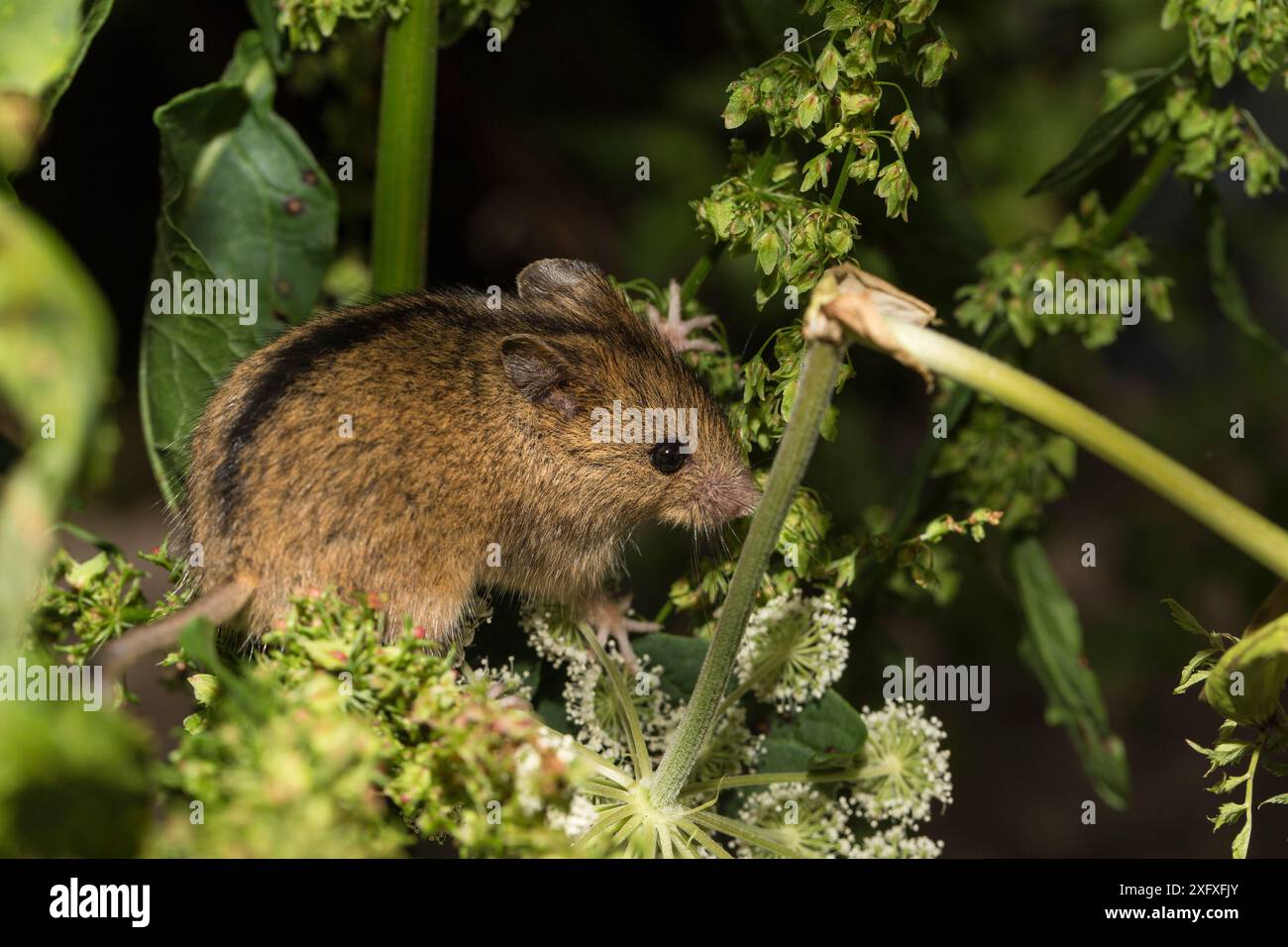 Northern birch mouse (Sicista betulina) resting amongst Umbellifer ...