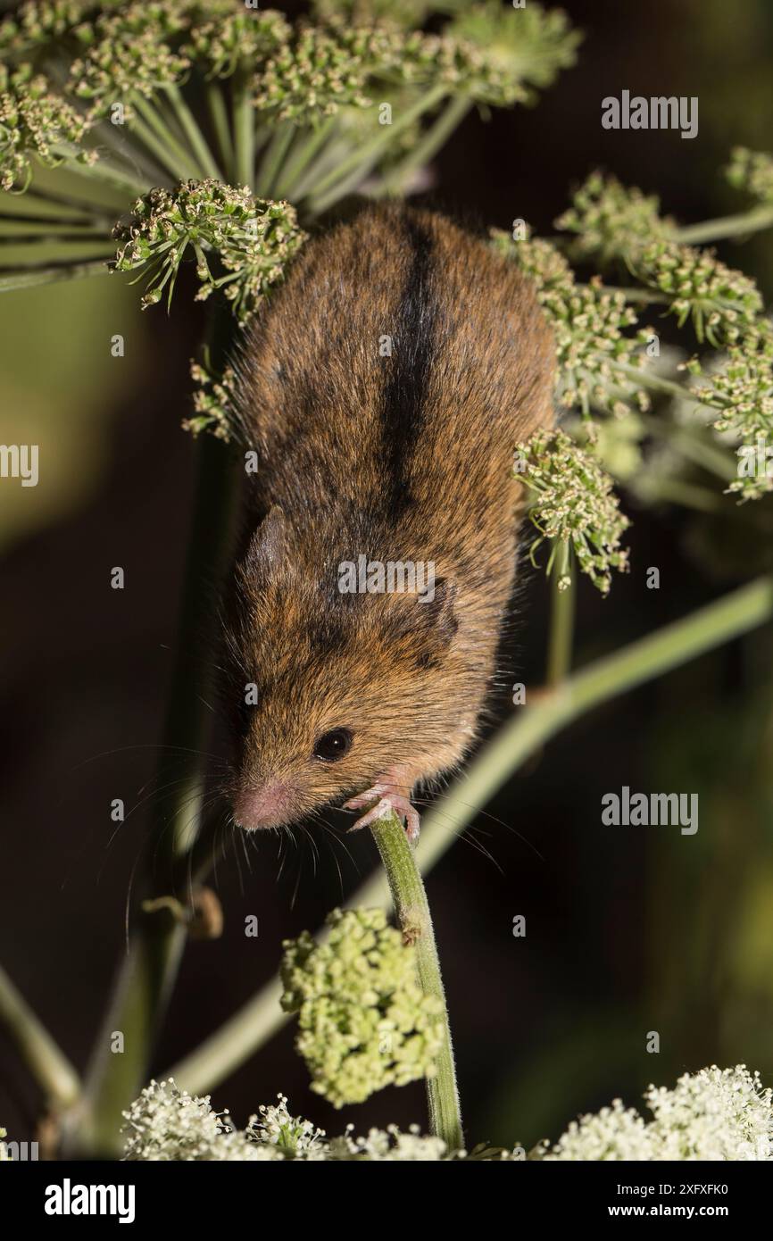 Northern birch mouse (Sicista betulina) climbing in Umbellifer ...