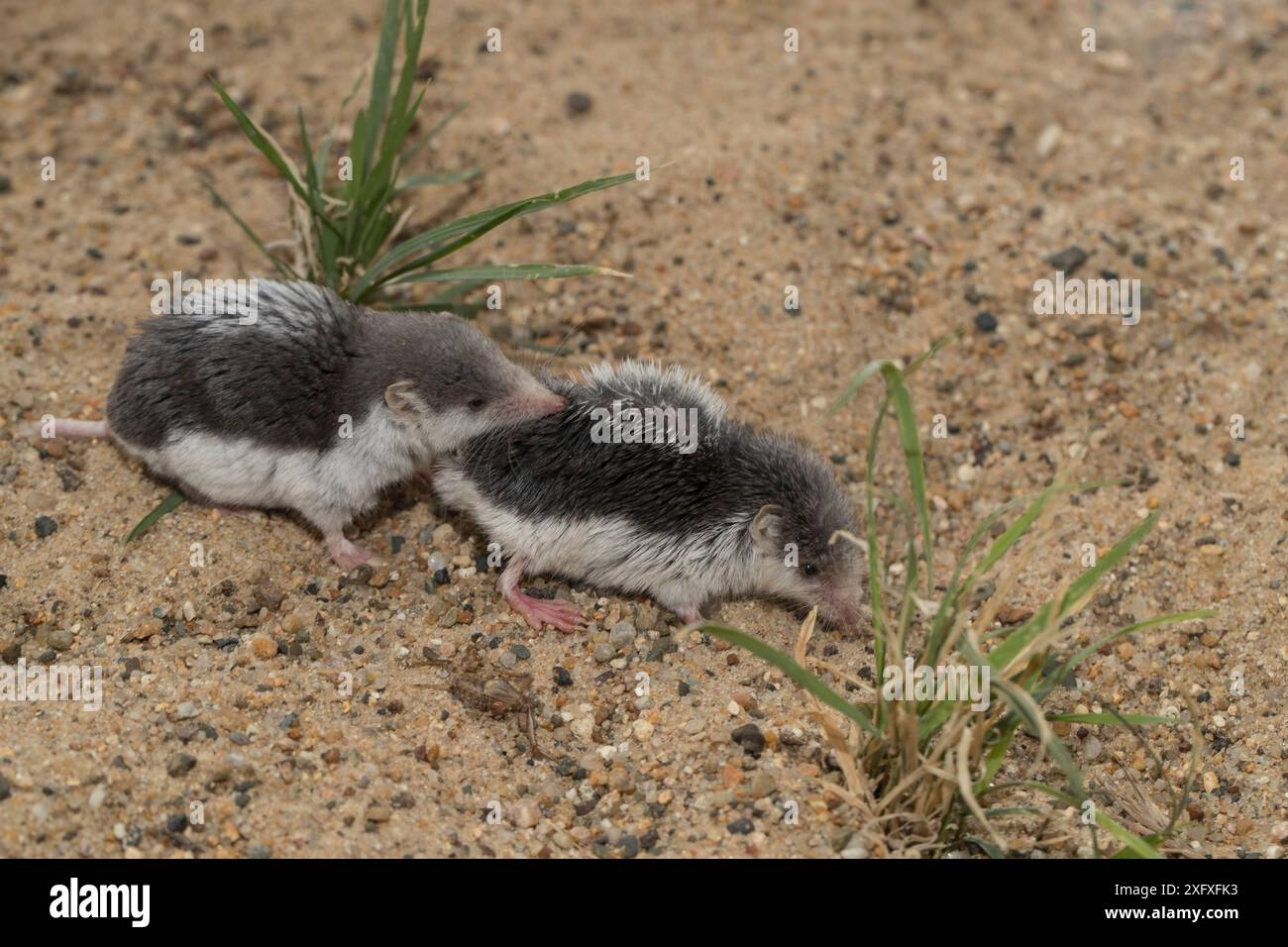 Two shrews hi-res stock photography and images - Alamy