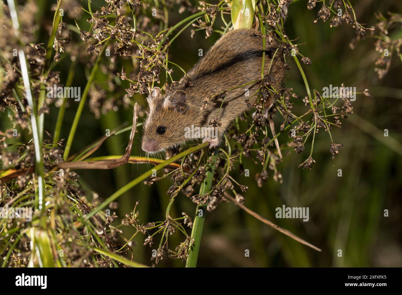 Great wood rush luzula sylvatica hi-res stock photography and images ...