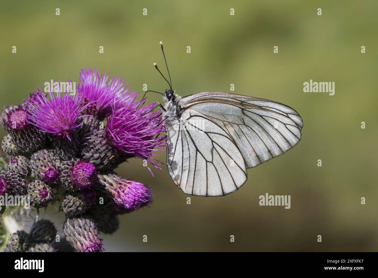 Black-veined white butterfly (Aporia crataegi) feeding on Thistle ...