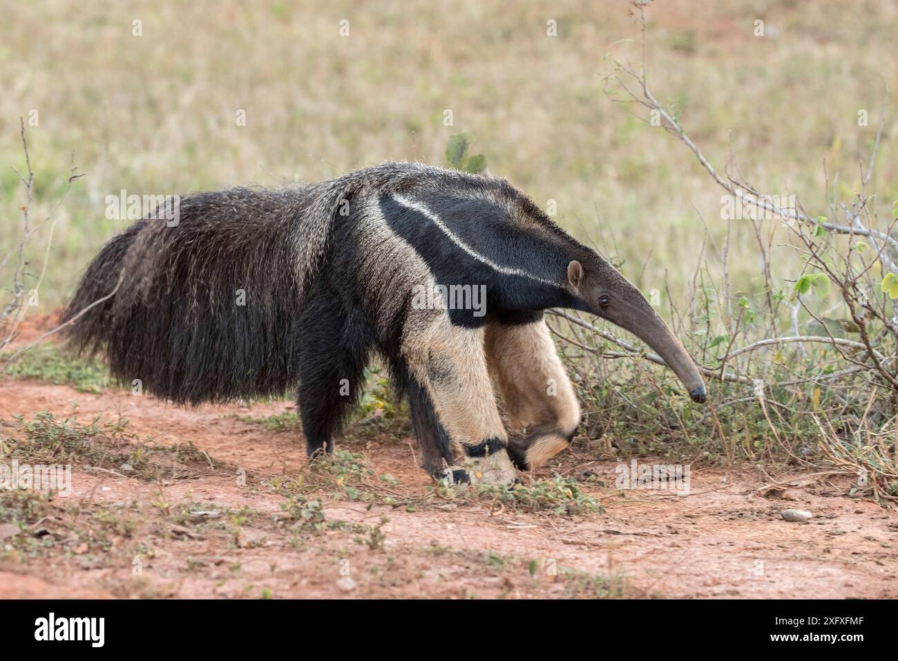 Giant anteater (Myrmecophaga tridactyla) Formoso River, Bonito, Mato ...