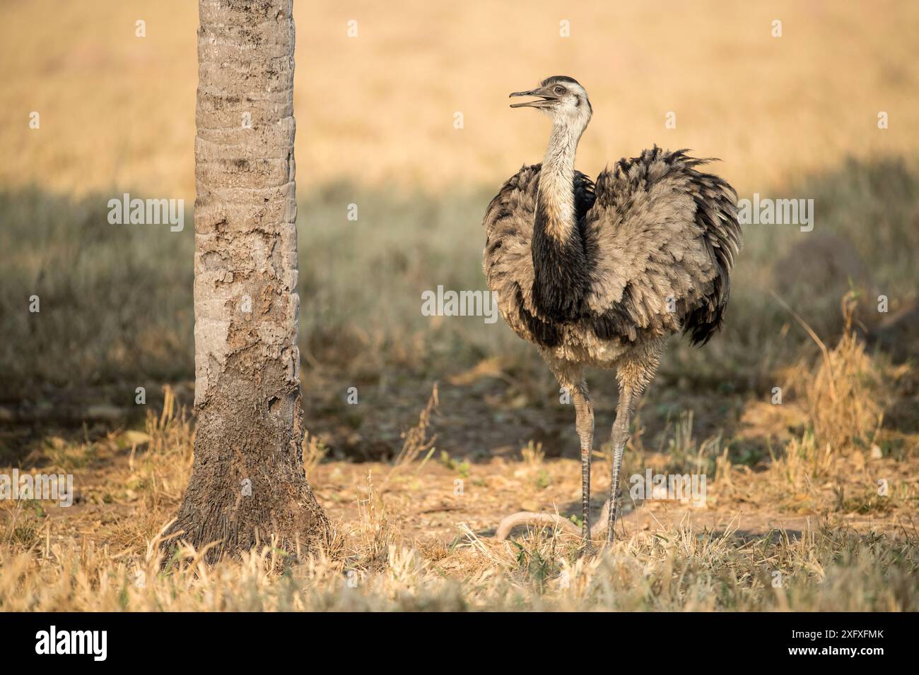 Greater rhea (Rhea americana) Pantanal wetlands, Mato Grosso, Brazil Stock Photo - Alamy