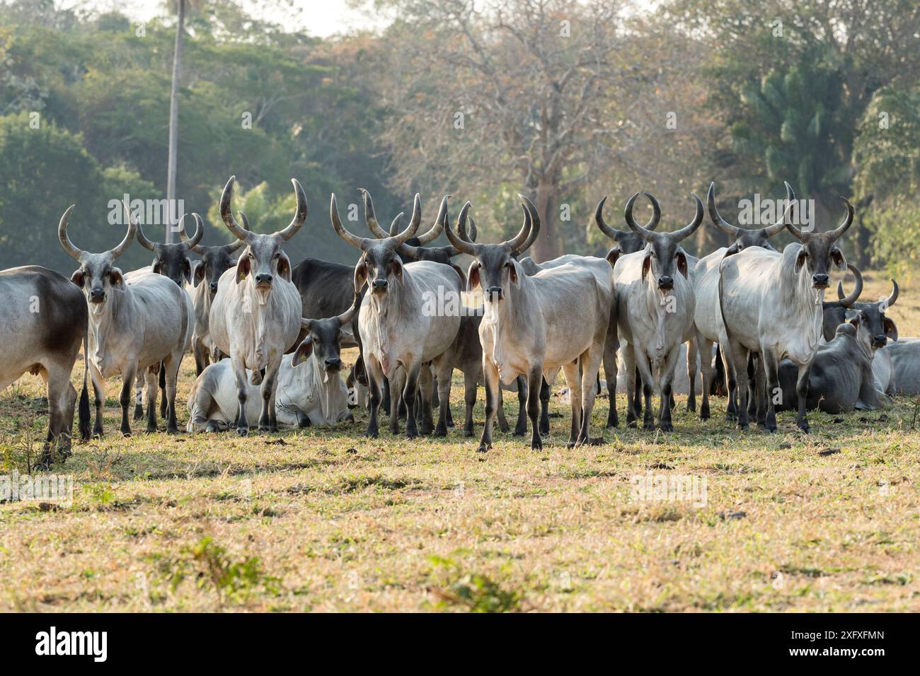 Herd of Zebu cattle with huge horns, Pantanal wetlands, Mato Grosso, Brazil Stock Photo - Alamy