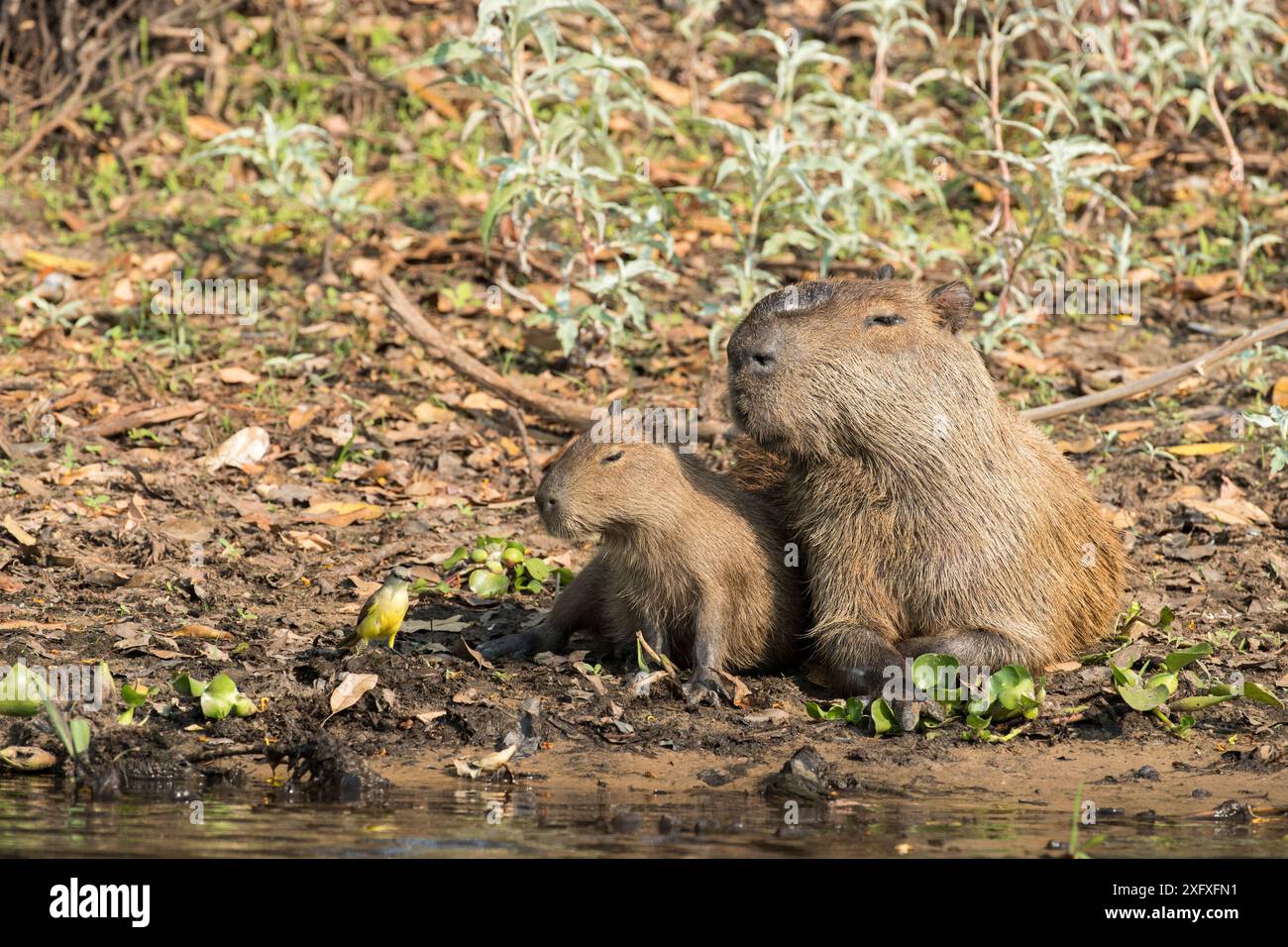 Capybara male with young (Hydrochoerus hydrochaeris) Pantanal, Mato ...