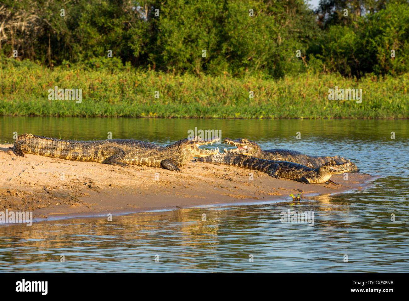 Yacare caiman (Caiman yacare),basking in the sun, Paraguay river ...