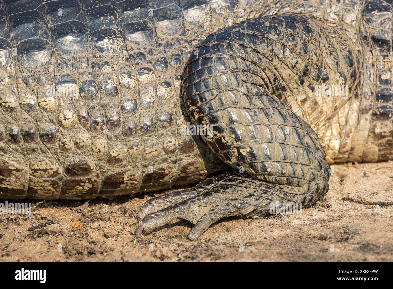Detail of the leg of a Yacare caiman (Caiman yacare), Paraguay river ...