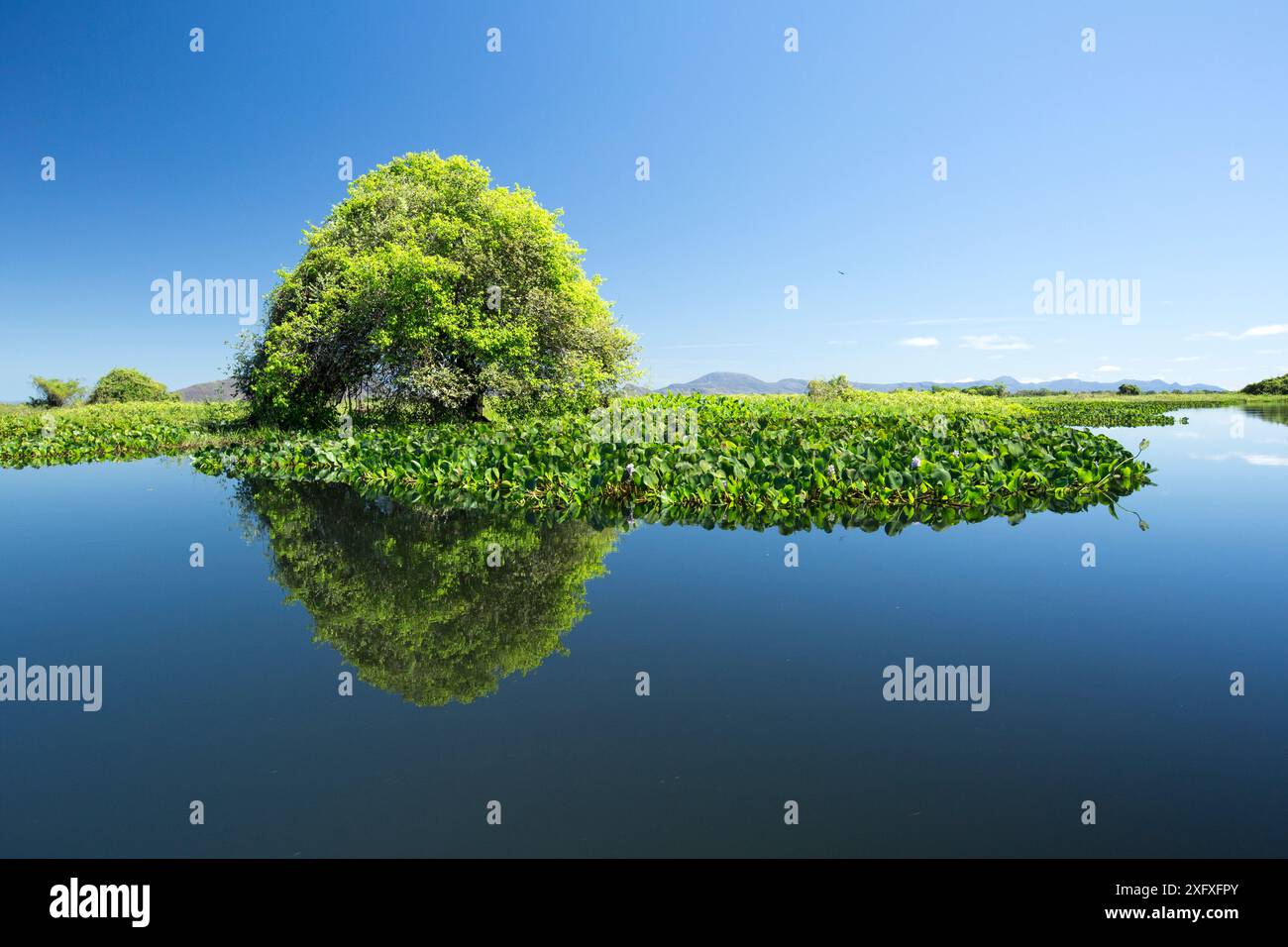 Trees reflected in the a tributary river connected to Paraguay River ...