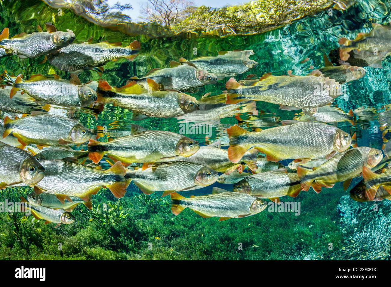 Piraputanga schooling hi-res stock photography and images - Alamy