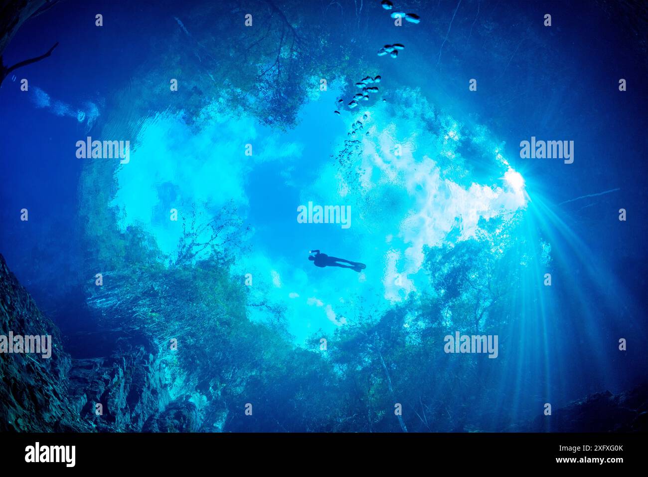 Scuba diver between trees seen from below the surface surrounding Lagoa ...