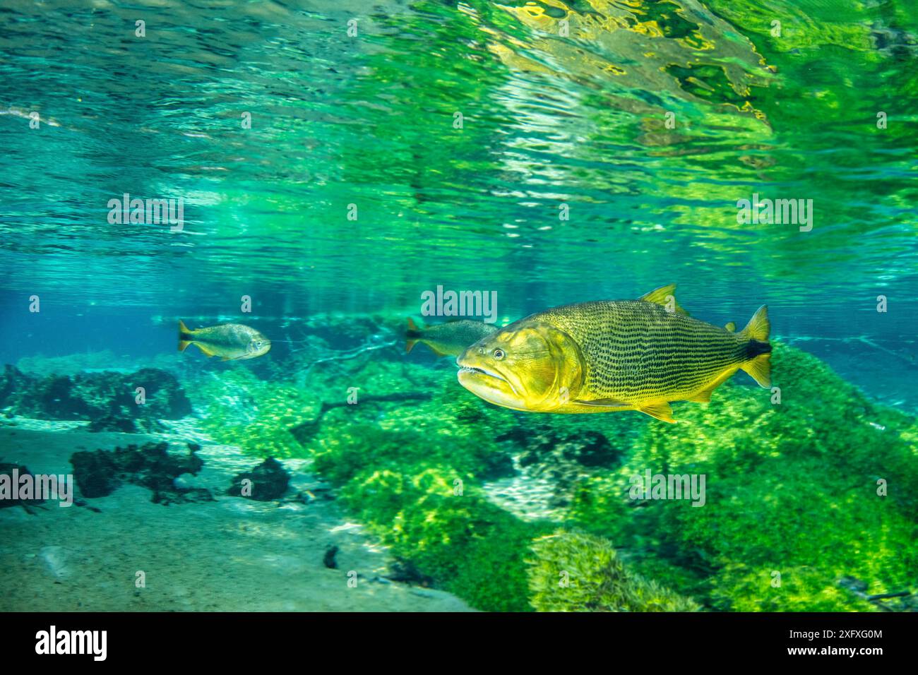 Freshwater dorado (Salminus brasiliensis) Recanto Ecologico, Rio da ...