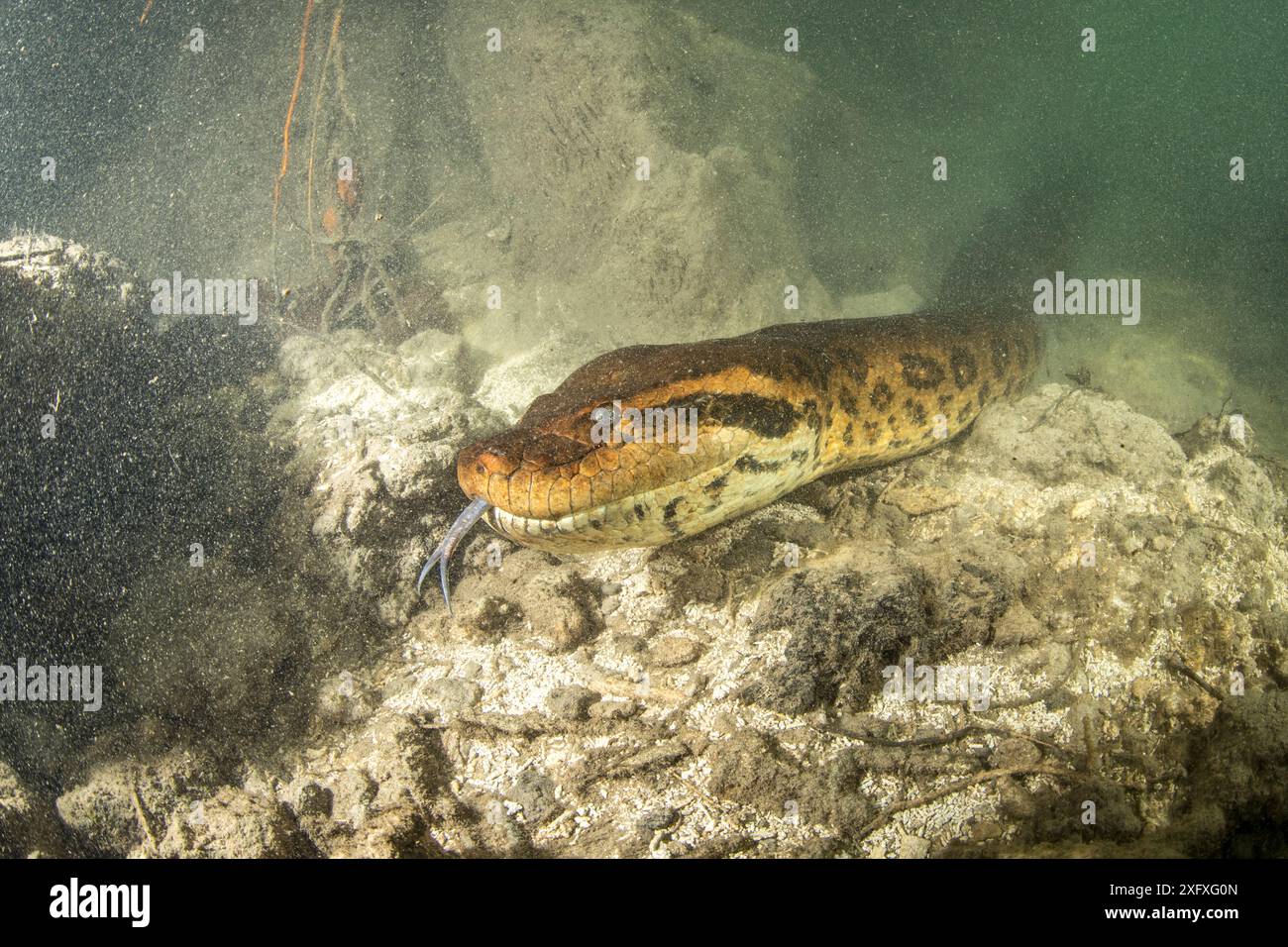Green anaconda, (Eunectes murinus) underwater, Formoso River, Bonito ...