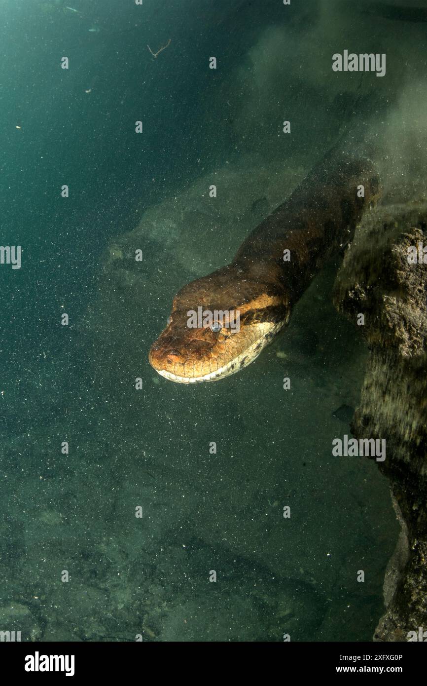 Green anaconda, (Eunectes murinus), Formoso River, Bonito, Mato Grosso ...