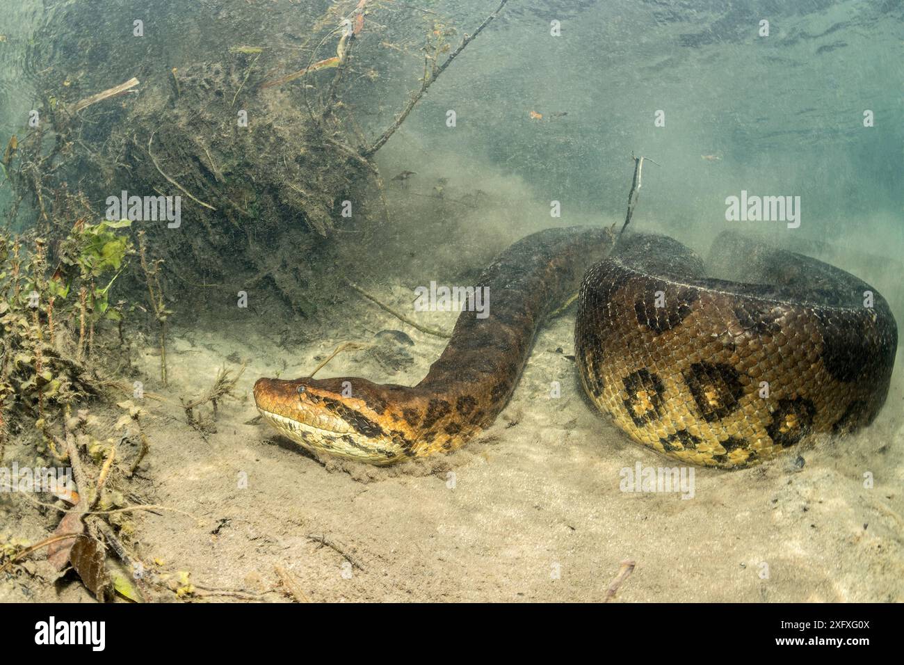 Green anaconda, (Eunectes murinus) underwater, Formoso River, Bonito ...