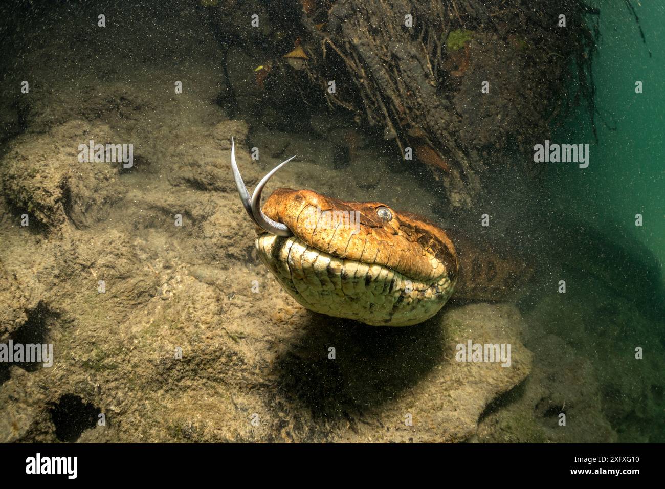 Close view of a Green anaconda, (Eunectes murinus) underwater, Formoso ...