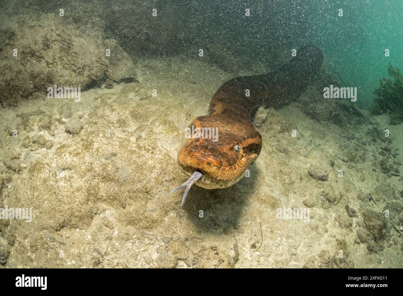 Close view of a Green anaconda, (Eunectes murinus) underwater, Formoso ...