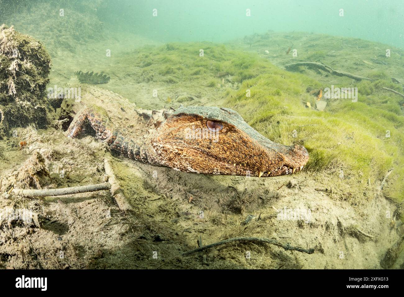 Cuvier's dwarf caiman (Paleosuchus palpebrosus) underwater, Formoso ...