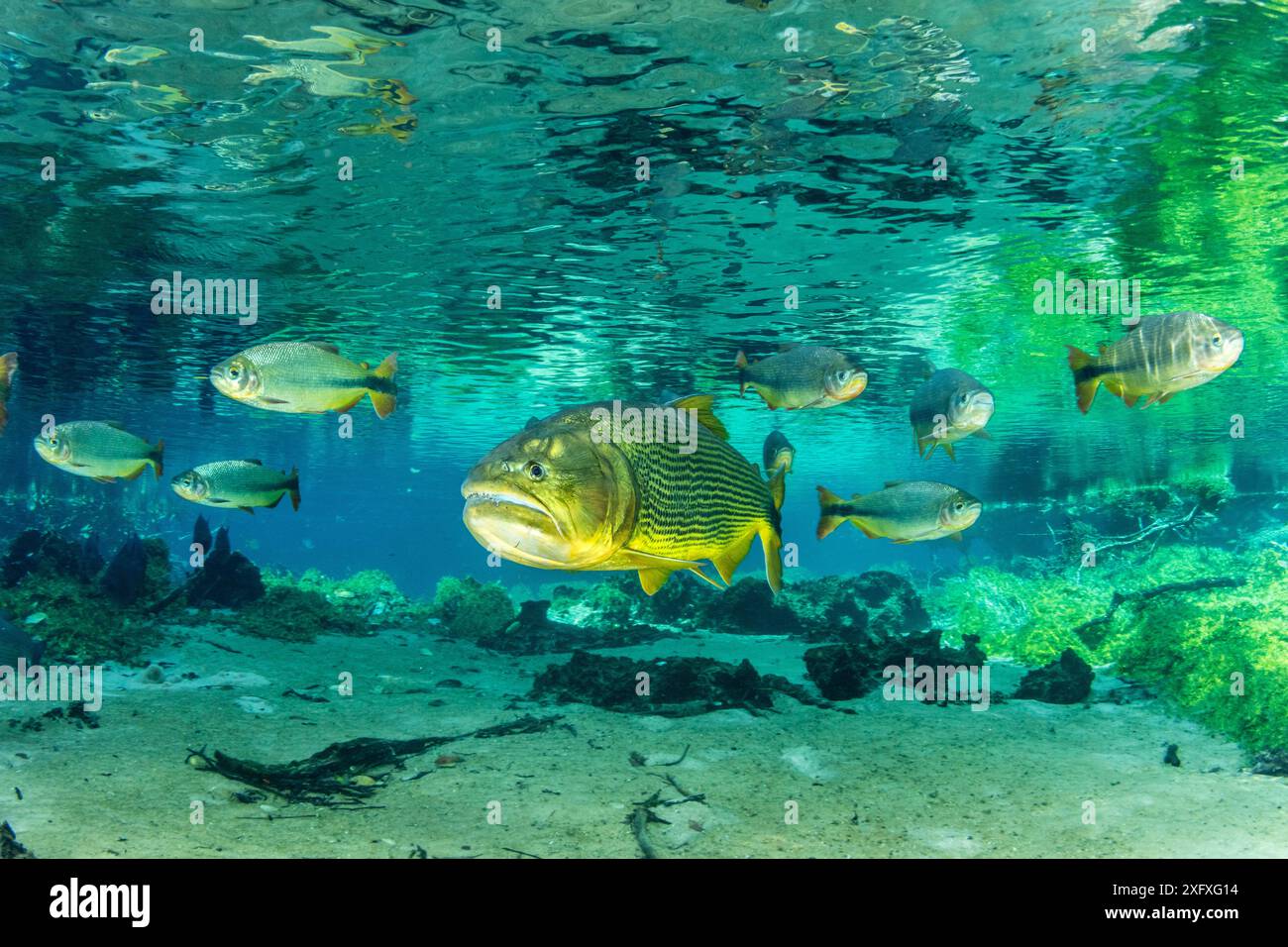 Freshwater dorado, (Salminus brasiliensis) and Piraputanga, (Brycon ...