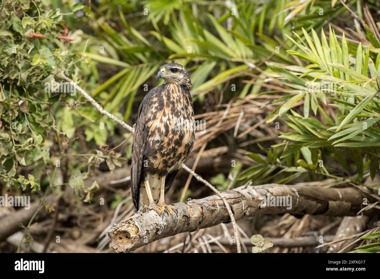 Great black hawk (Buteogallus urubitinga) juvenile, Pantanal, Mato ...
