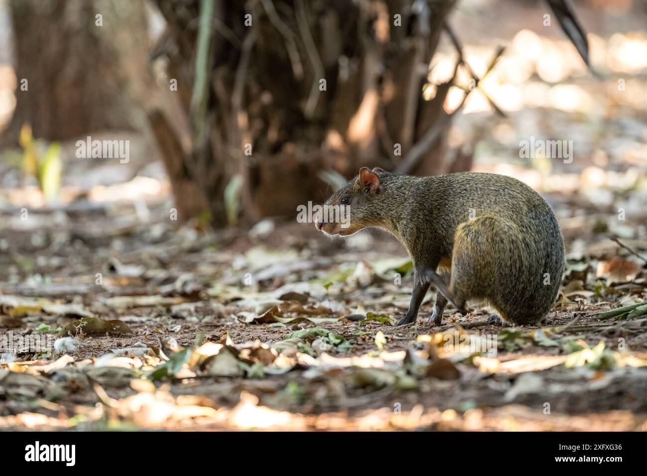Azara's agouti (Dasyprocta azarae) scratching itself, Bonito, Mato ...