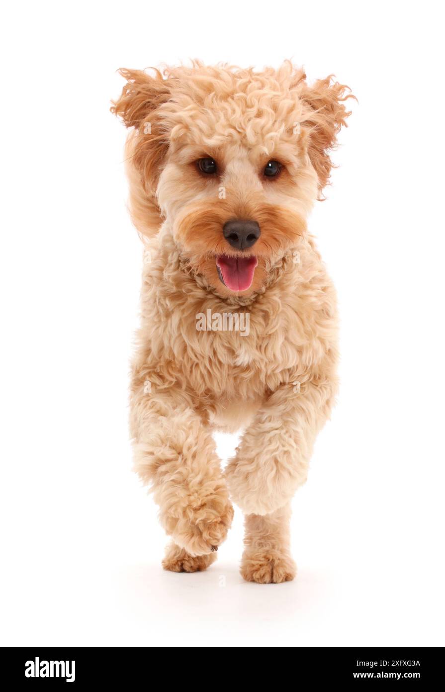 Cavapoo dog, Monty, 10 months, running Stock Photo - Alamy