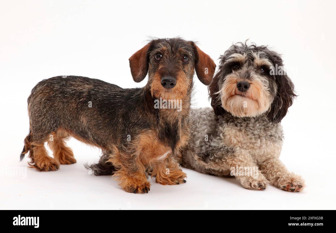 Tricolour Daxie-doodle dog, Dougal, and wire-haired Dachshund Stock ...
