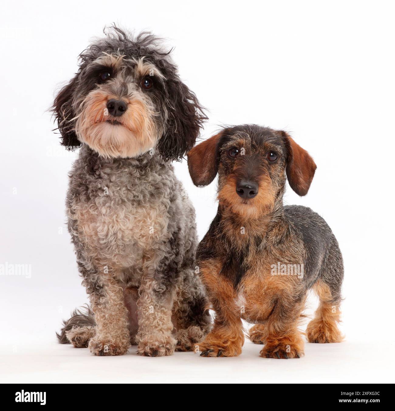 Tricolour Daxie-doodle dog, Dougal, and wire-haired Dachshund Stock ...