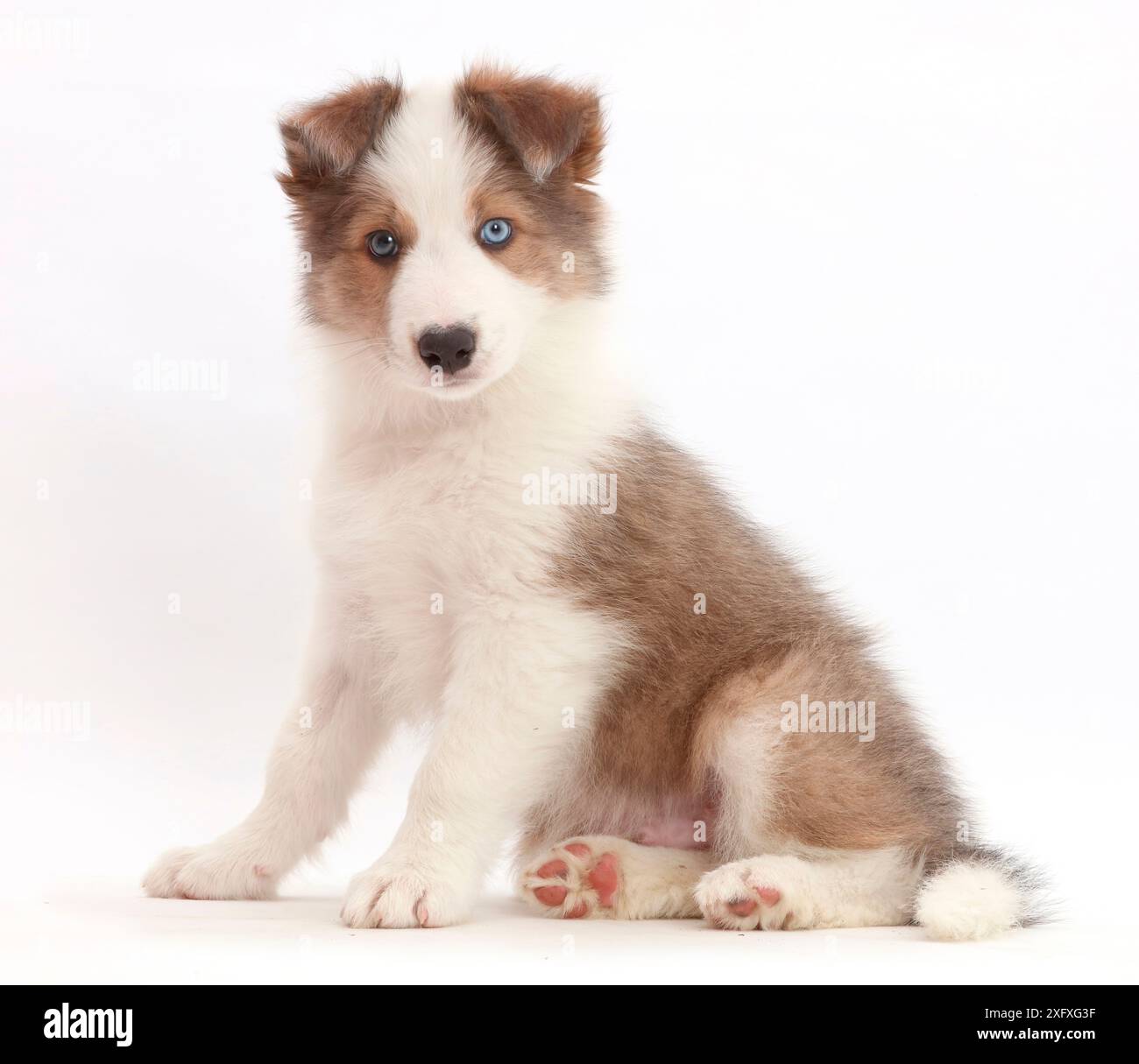 Sable-and-white Border Collie puppy, age 8 weeks, sitting Stock Photo ...