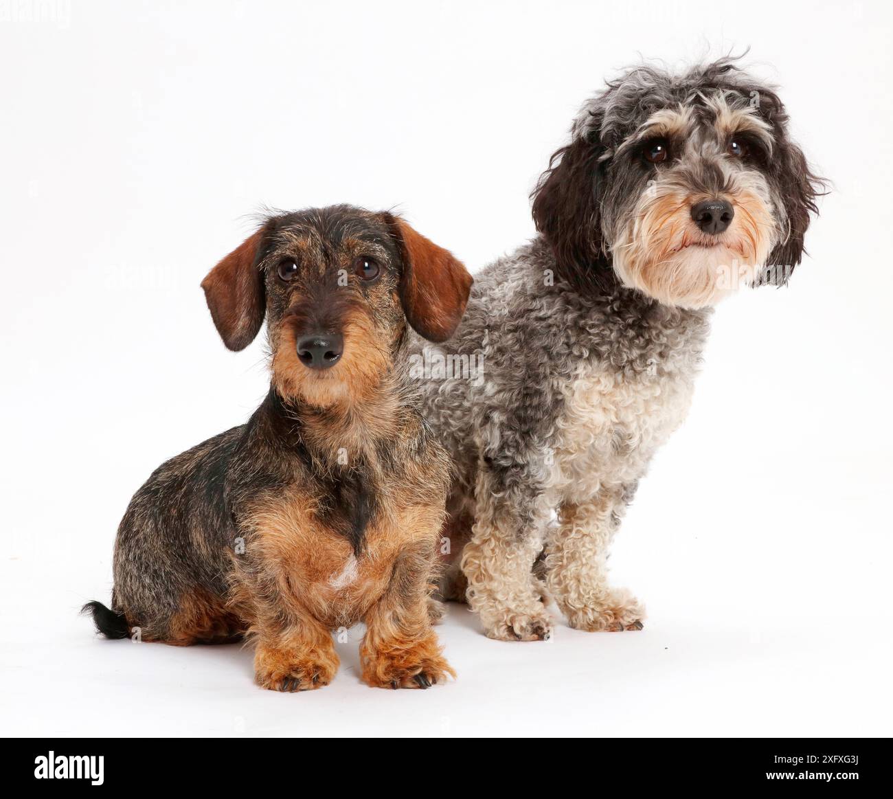 Tricolour Daxie-doodle dog, Dougal, and wire-haired Dachshund Stock ...