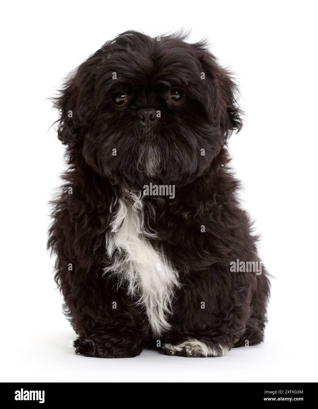 Cute Black Shih Tzu Puppies