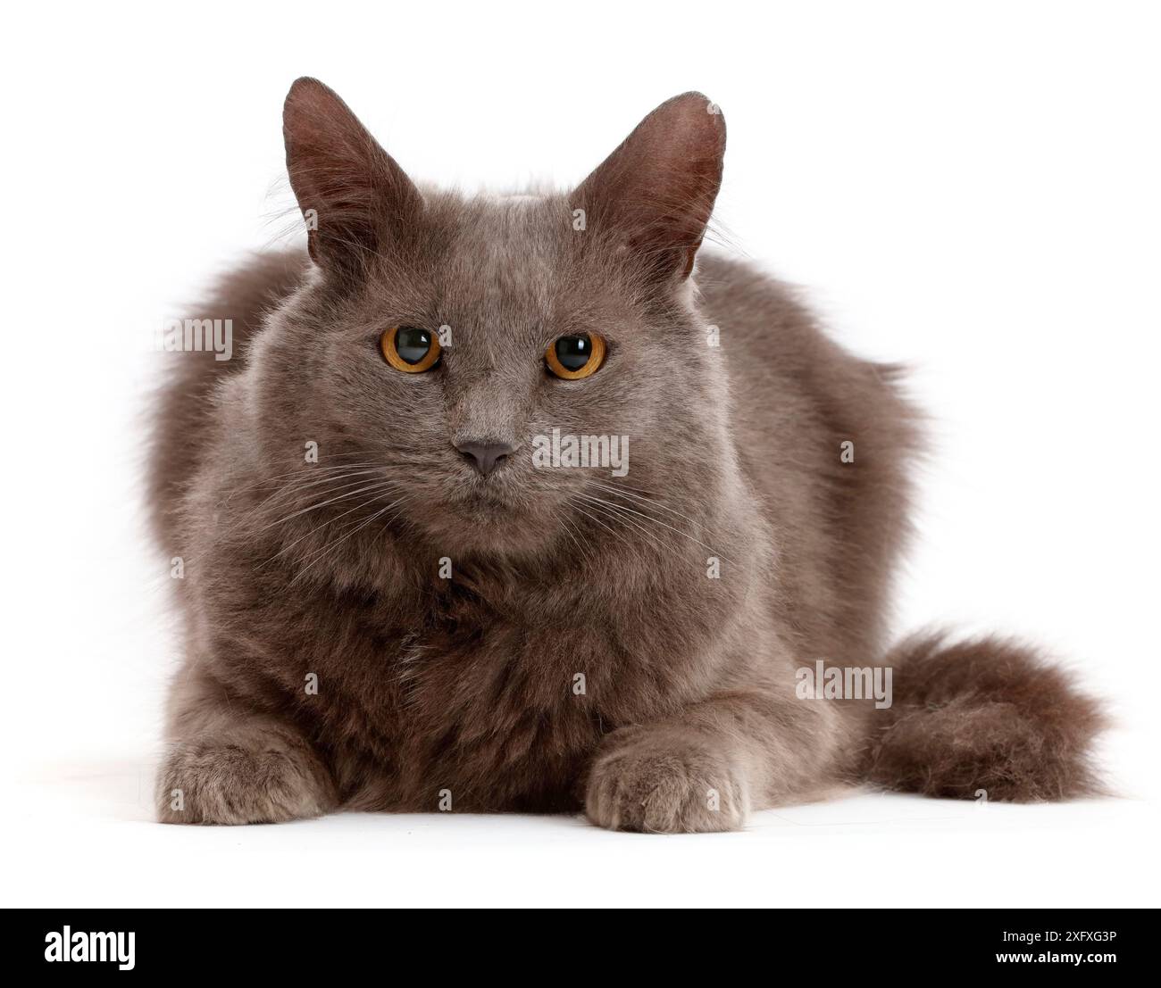 Grey gray colour color hi-res stock photography and images - Alamy