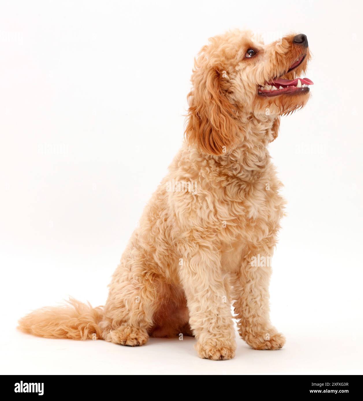 Cavapoo dog hi-res stock photography and images - Alamy