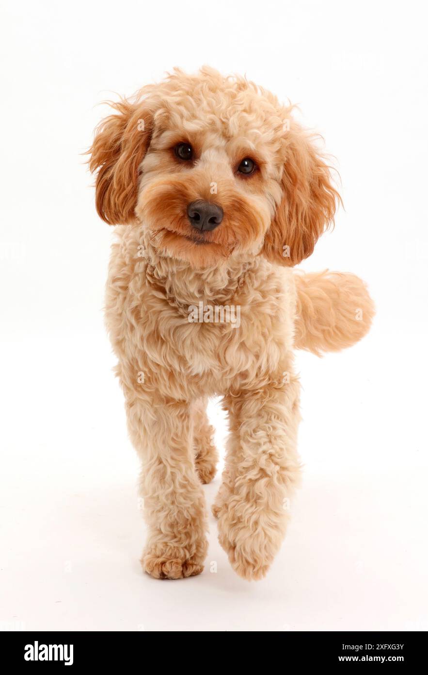 Cavapoo dog, Monty, 10 months, walking Stock Photo - Alamy