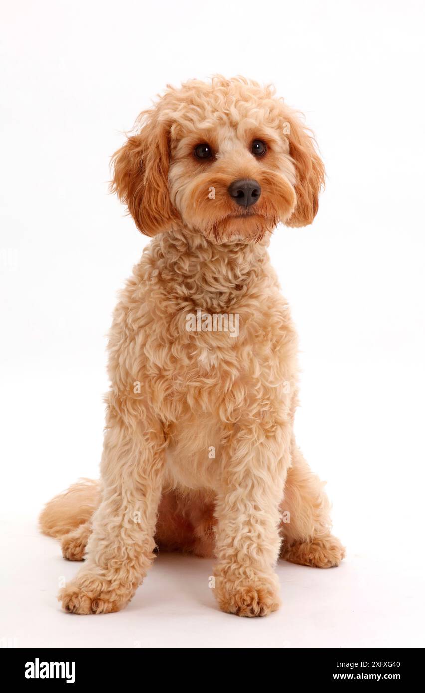 Cavapoo dog, Monty, 10 months, sitting Stock Photo - Alamy