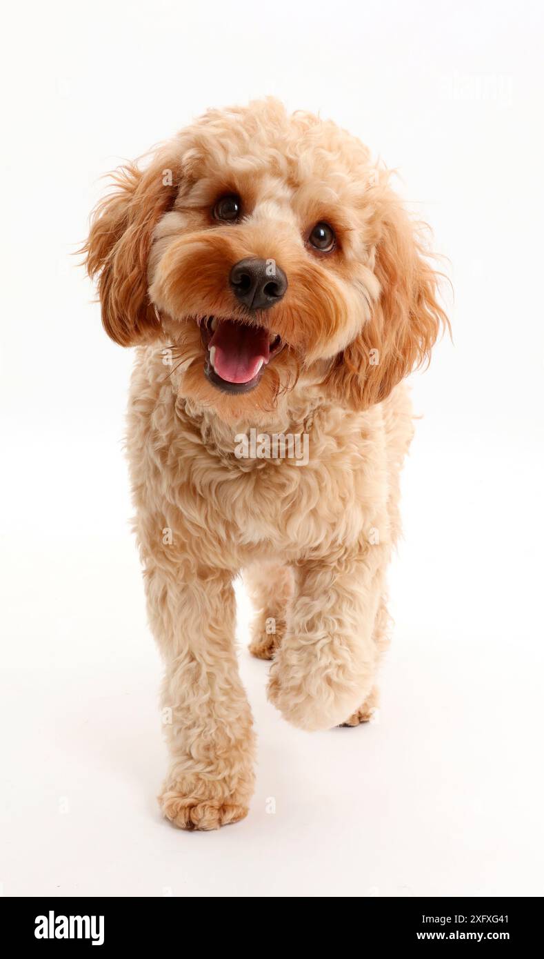 Cavapoo dog, Monty, 10 months, walking Stock Photo - Alamy