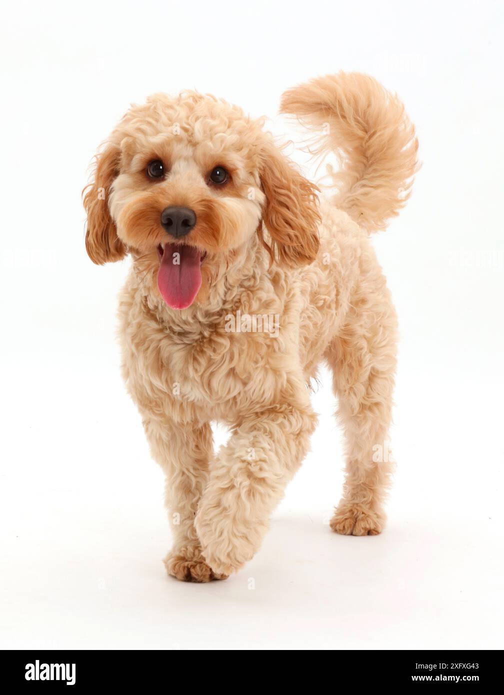 Cavapoo dog, Monty, 10 months, walking Stock Photo - Alamy