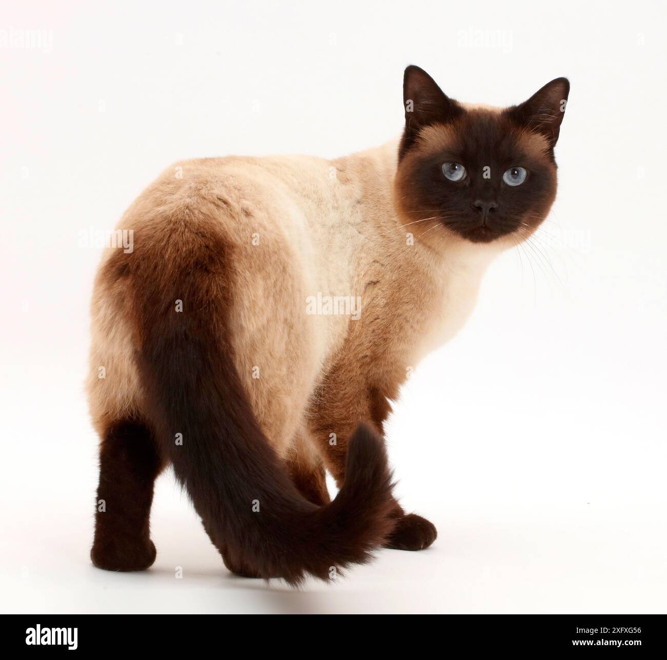 Round portraits hi-res stock photography and images - Alamy