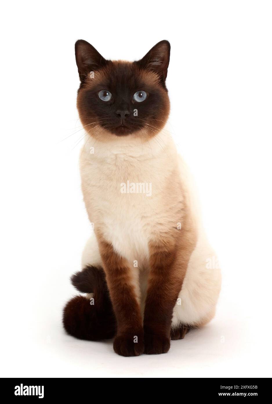 Chocolate point cat Stock Photo - Alamy