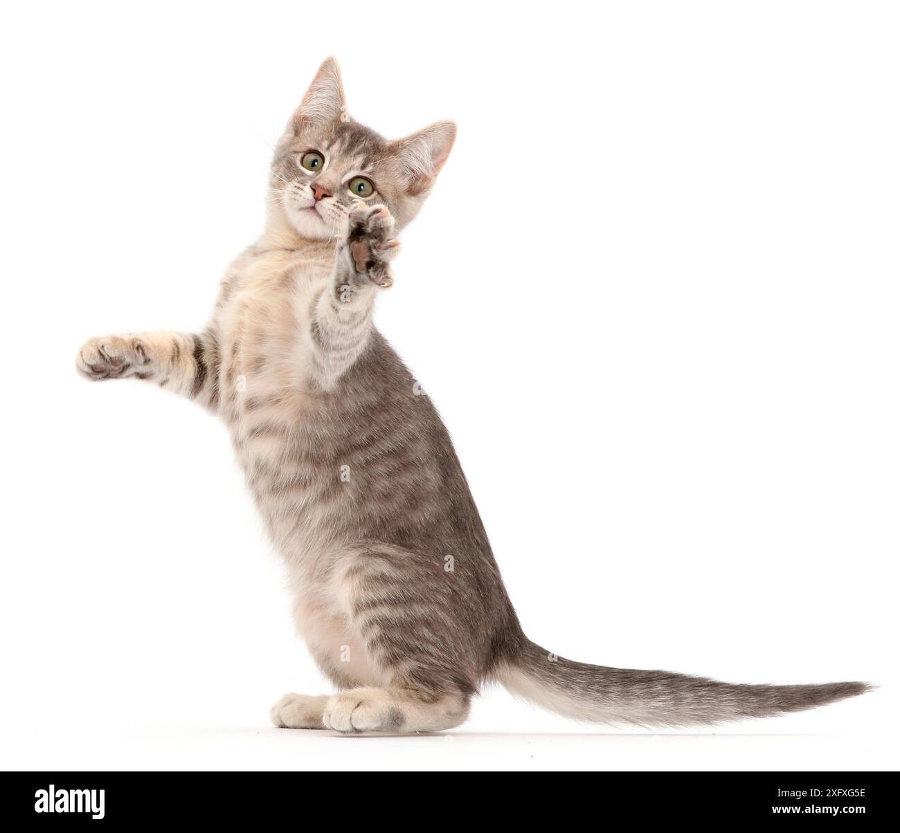 Back kittens Cut Out Stock Images & Pictures - Alamy