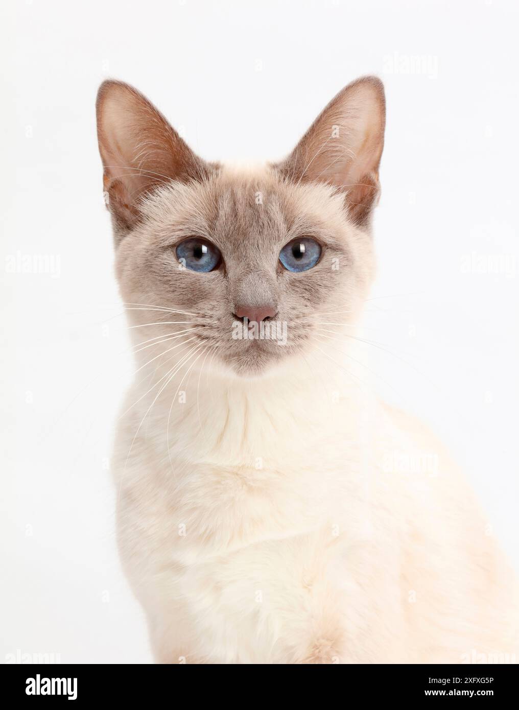 Blue-point Birman-cross cat Stock Photo - Alamy
