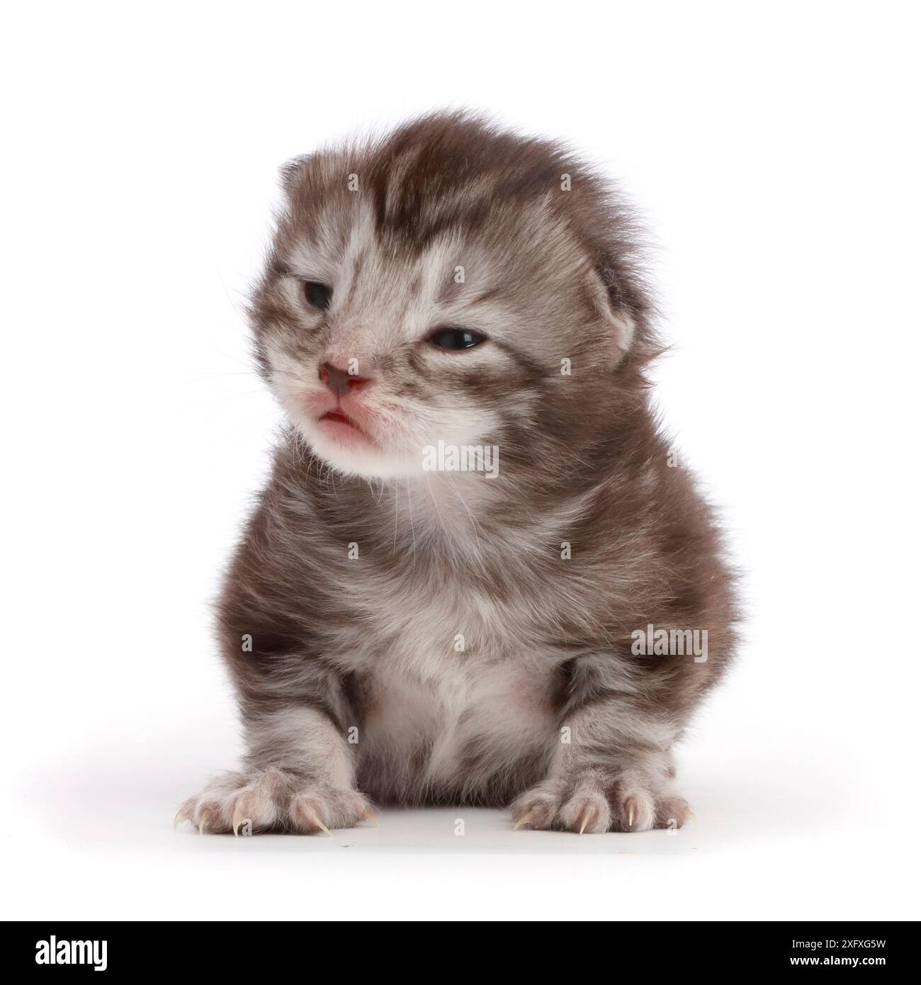 Weak kitten hi-res stock photography and images - Alamy