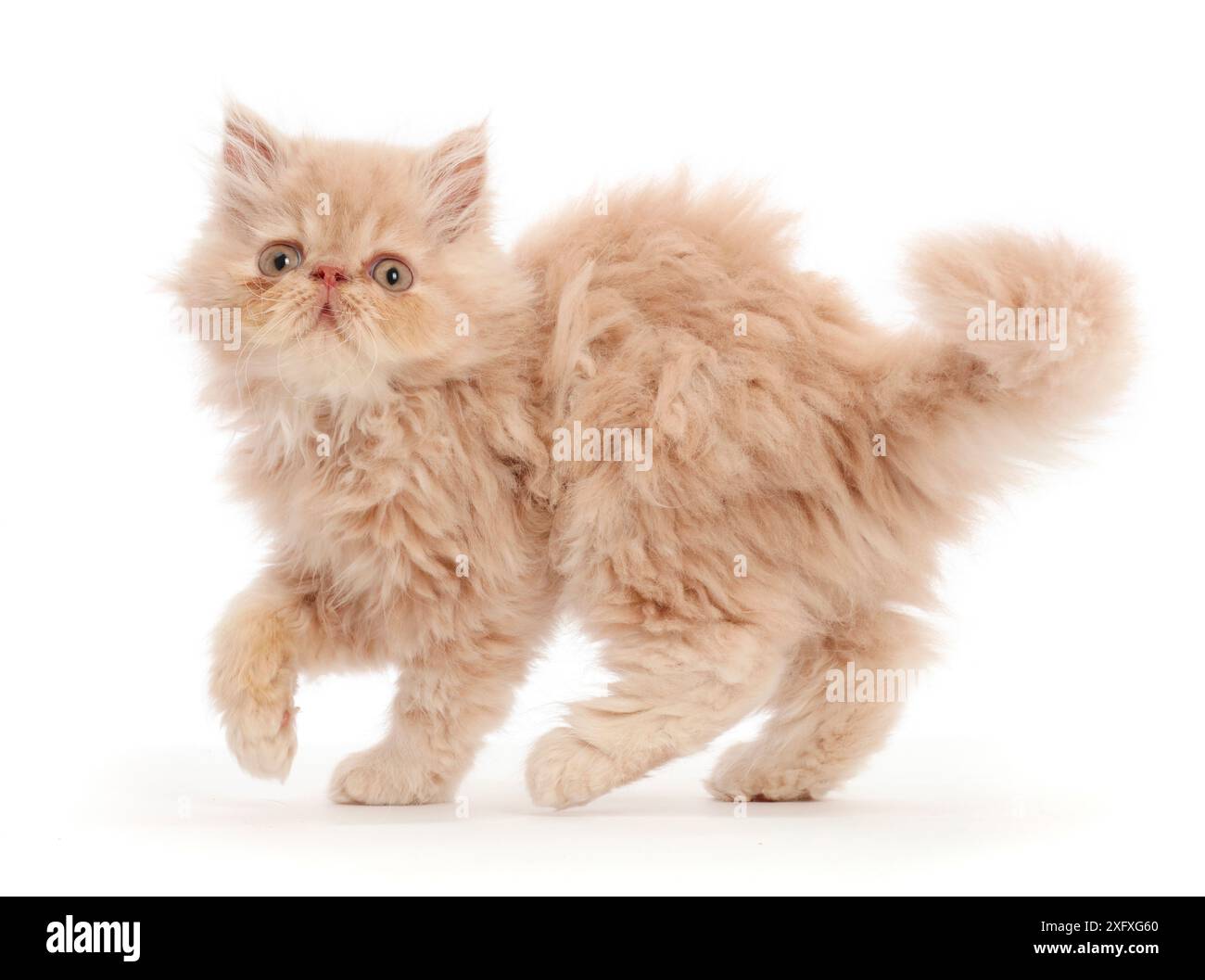 Persian kitten, walking Stock Photo - Alamy