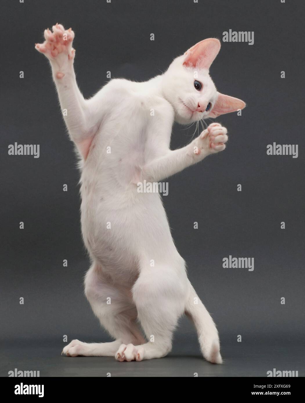 Cat raised paws hi-res stock photography and images - Alamy