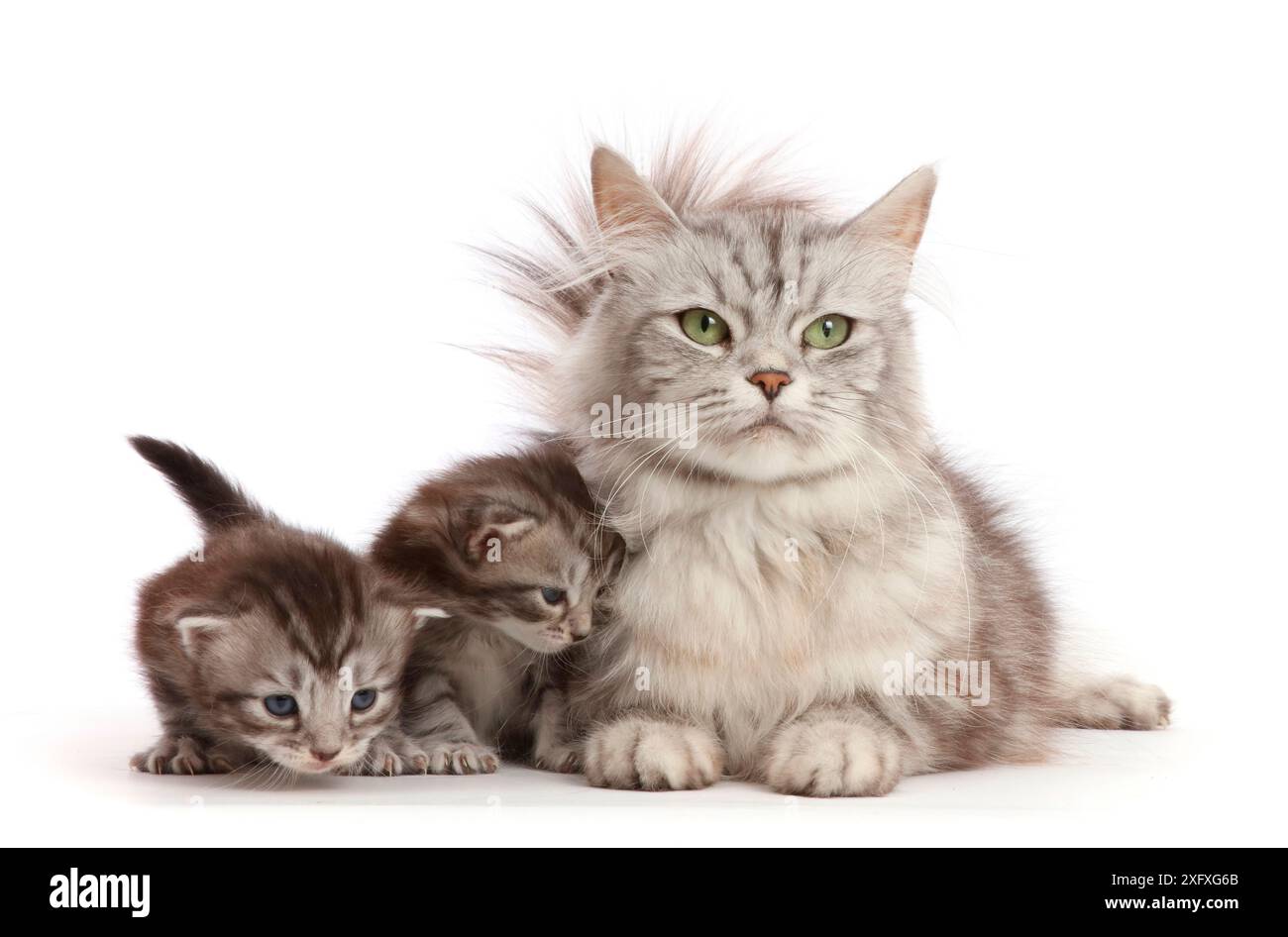 Silver tabby mother cat hi-res stock photography and images - Alamy