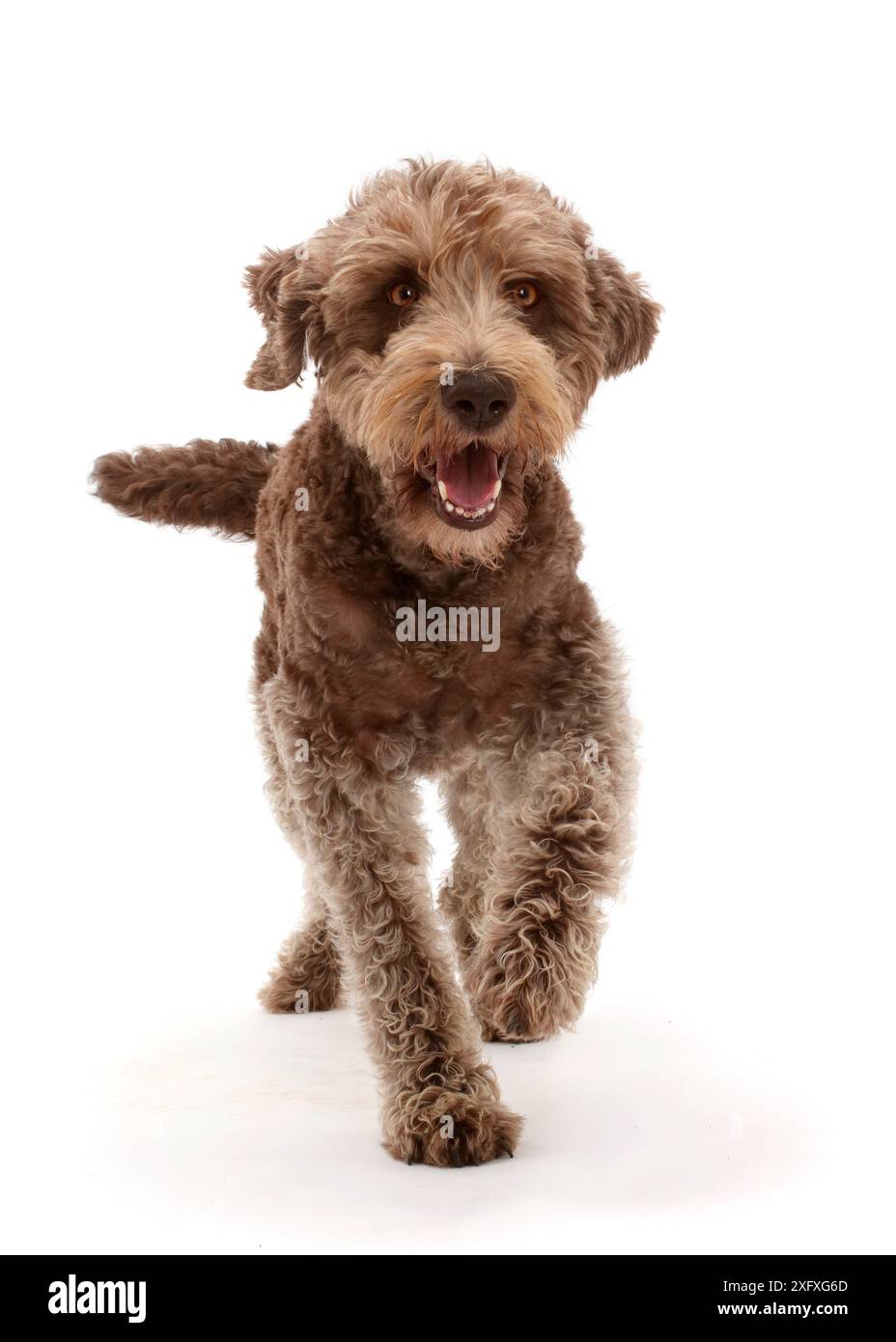 Running and out with their pet animals hi-res stock photography and ...