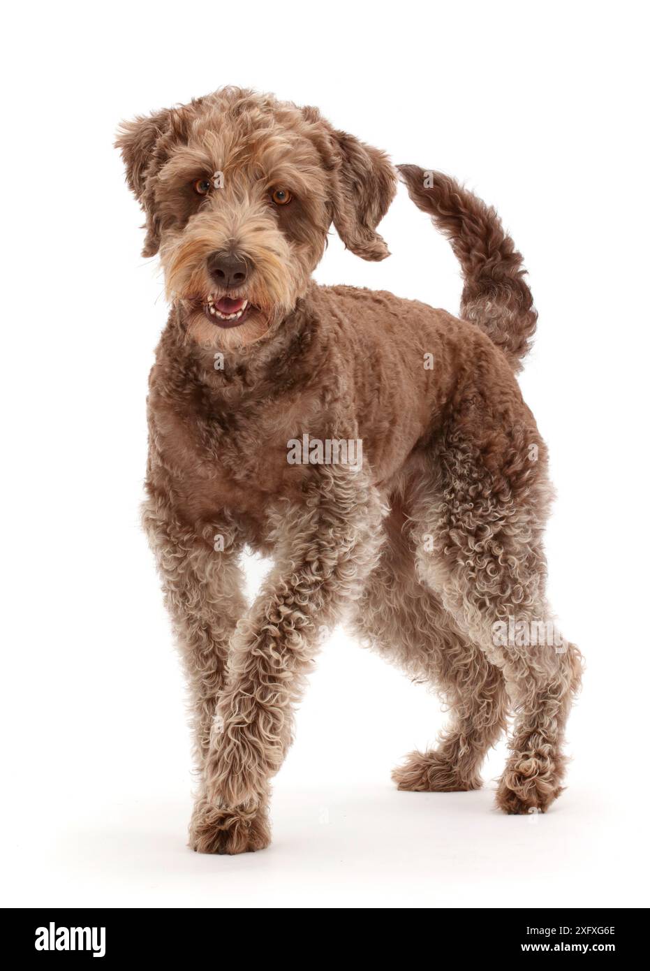 Walking movement Cut Out Stock Images & Pictures - Alamy