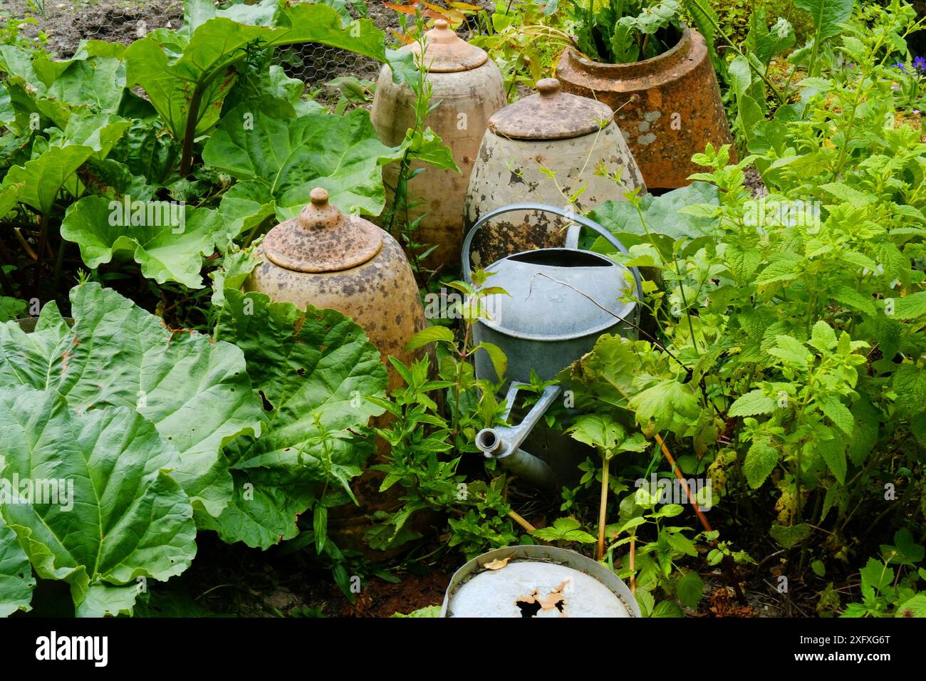 Rhubarb with earthenware rhubarb forcers and watering can in an English ...
